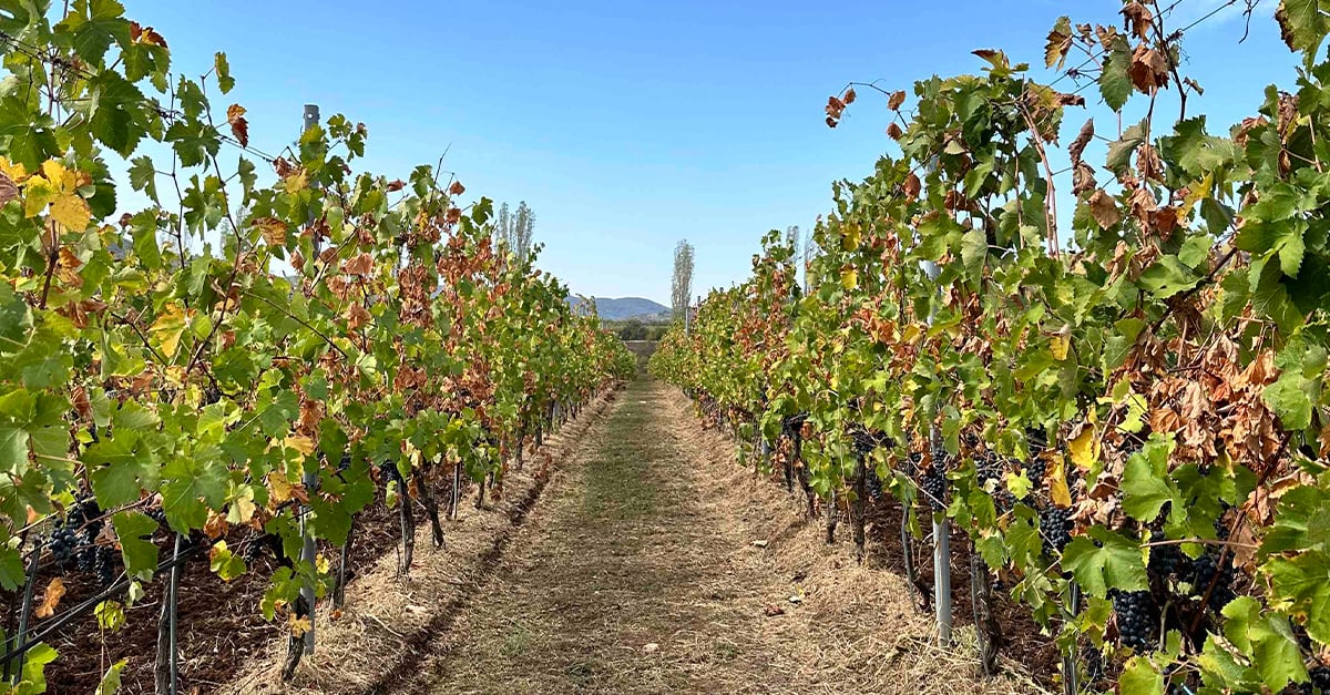 The Cane Cut technique | Midalidare Estate - Buy Wines Directly From ...